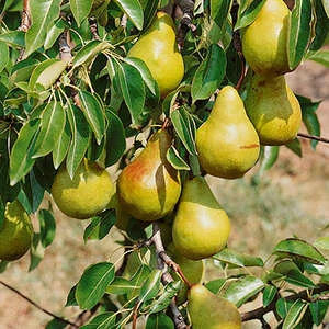 Dwarf Bartlett Pear Tree