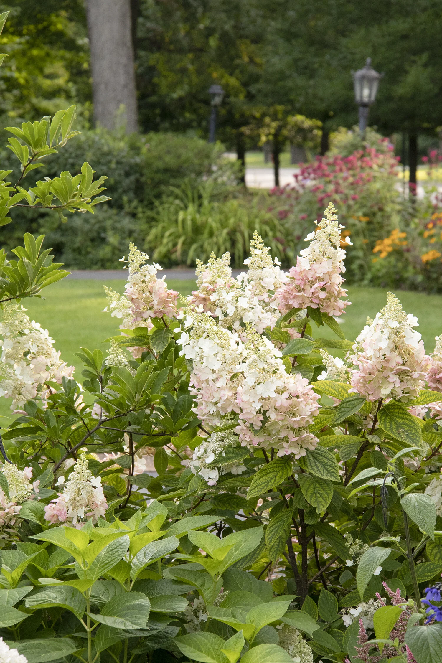 Deciduous Shrubs (Hydrangea, Lilac, Weigela) — Ivy Trails Gift & Garden
