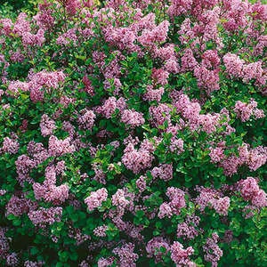 Dwarf Korean Lilac Hedge