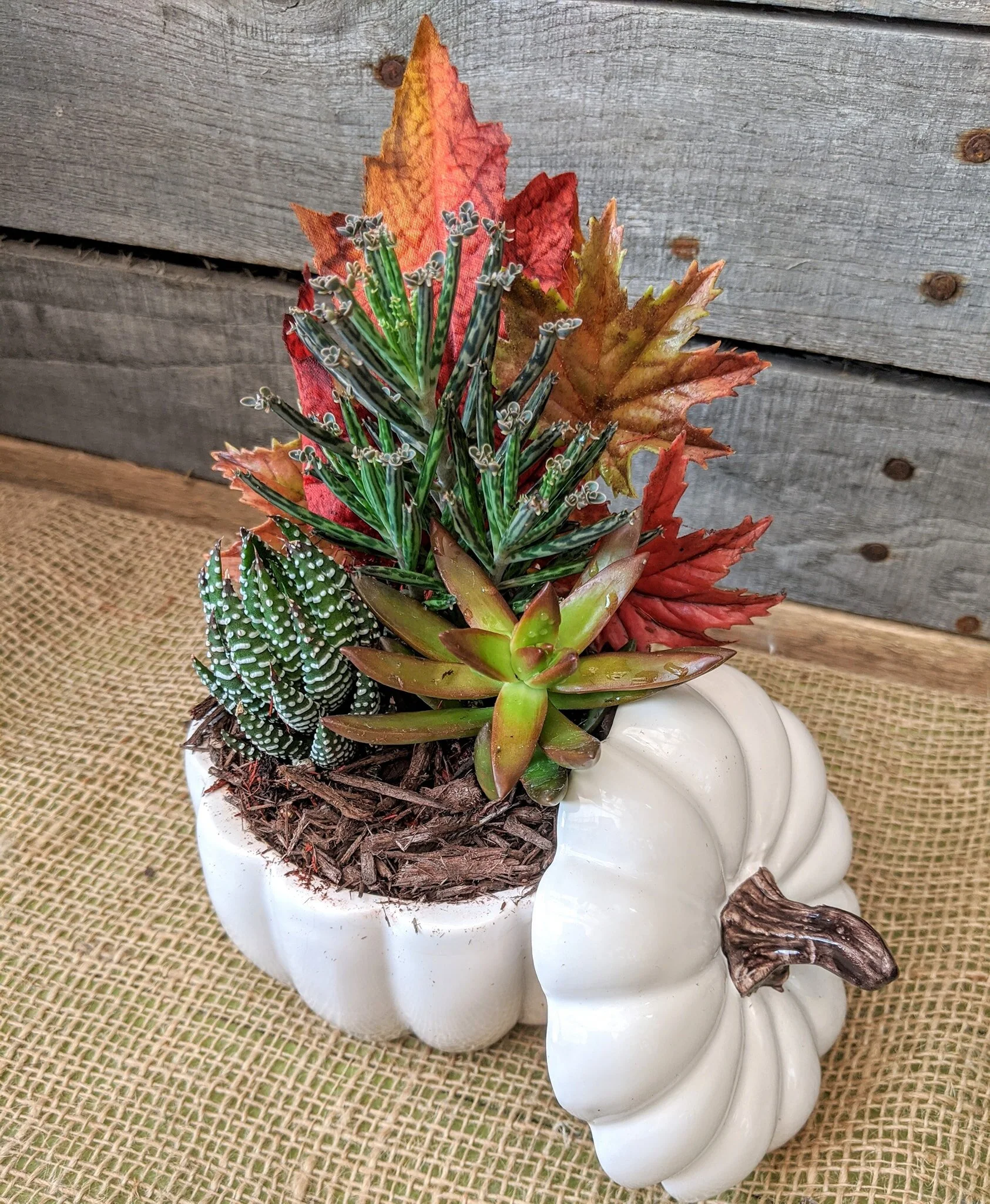 Seasonal Product — Ivy Trails Gift & Garden