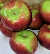 Macoun Semi-Dwarf Apple — Ivy Trails Gift & Garden