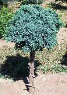 Blue Star Juniper Tree