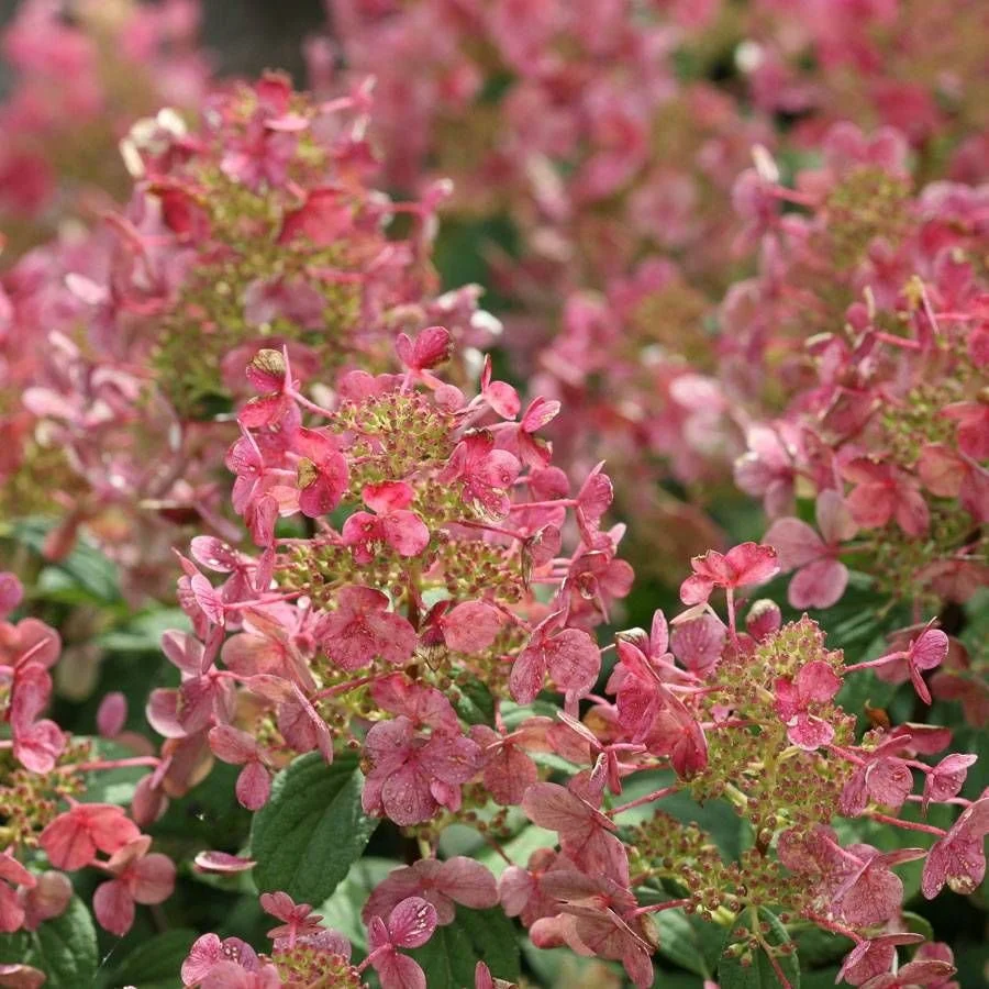 Hydrangea Paniculata Quick Fire