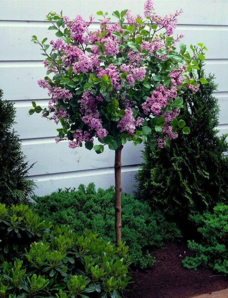 Dwarf Korean Lilac Hedge