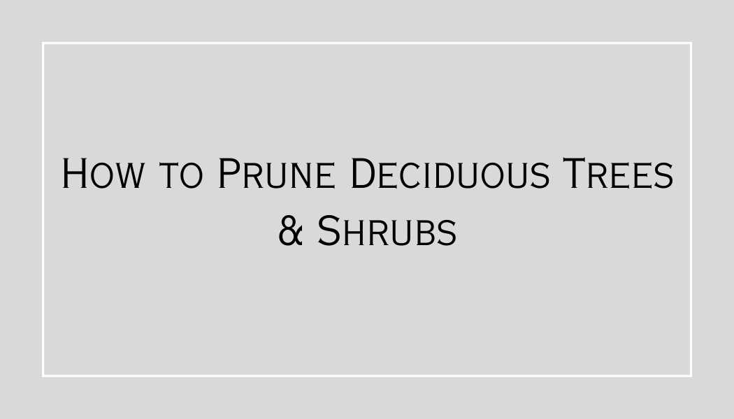 How to Prune Deciduous Trees & Shrubs — Ivy Trails Gift & Garden