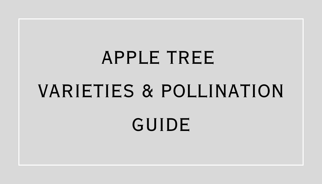 Apple Tree Variety & Pollination Guide — Ivy Trails Gift & Garden