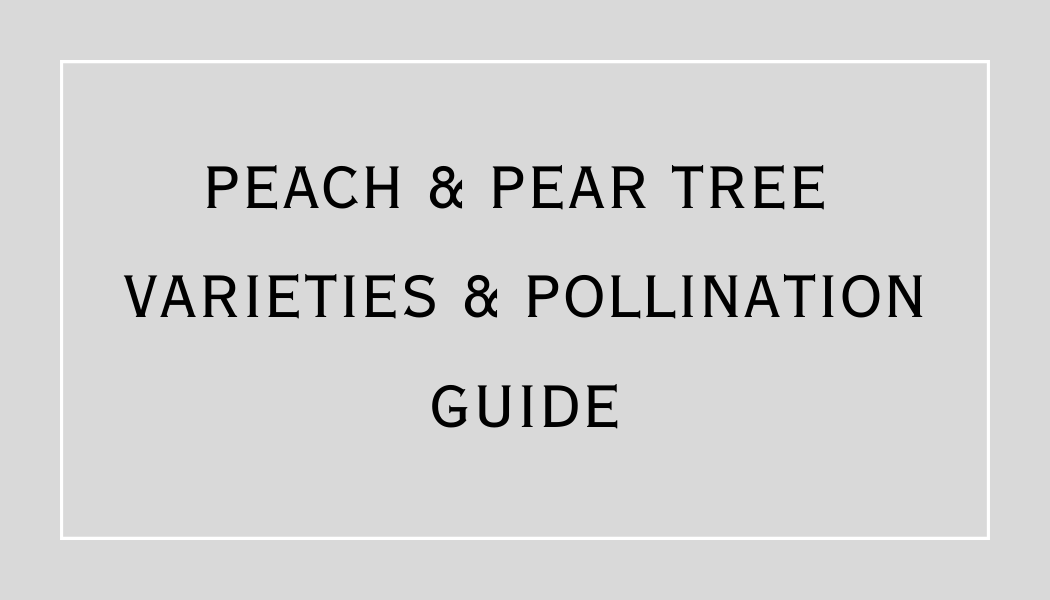 Peach & Pear Variety & Pollination Guide — Ivy Trails Gift & Garden
