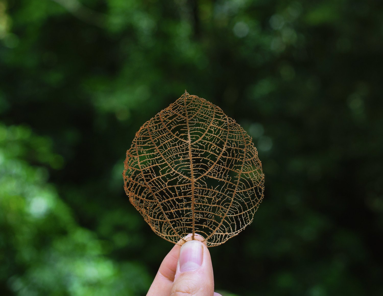 Gallery — Phil Torres