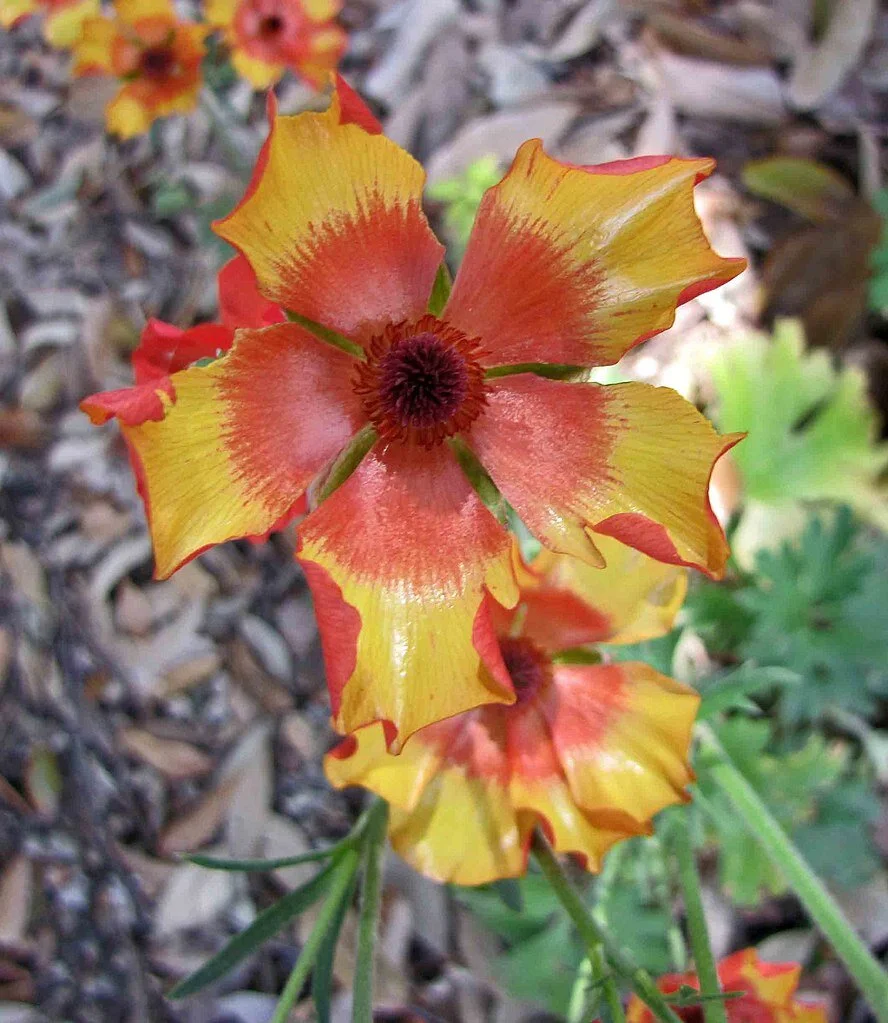 Our Favorite Rare and Unique Flowers. — Walden Floral