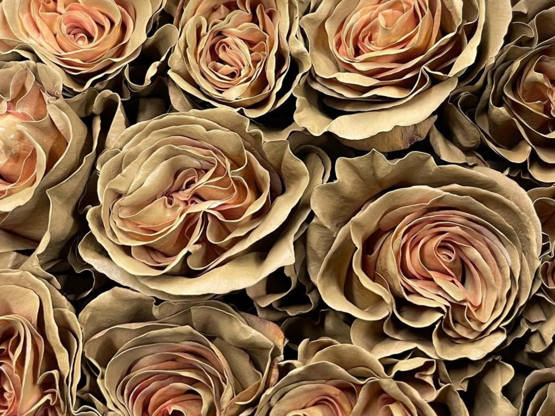 Our Favorite Unique Roses of 2021 — Walden Floral
