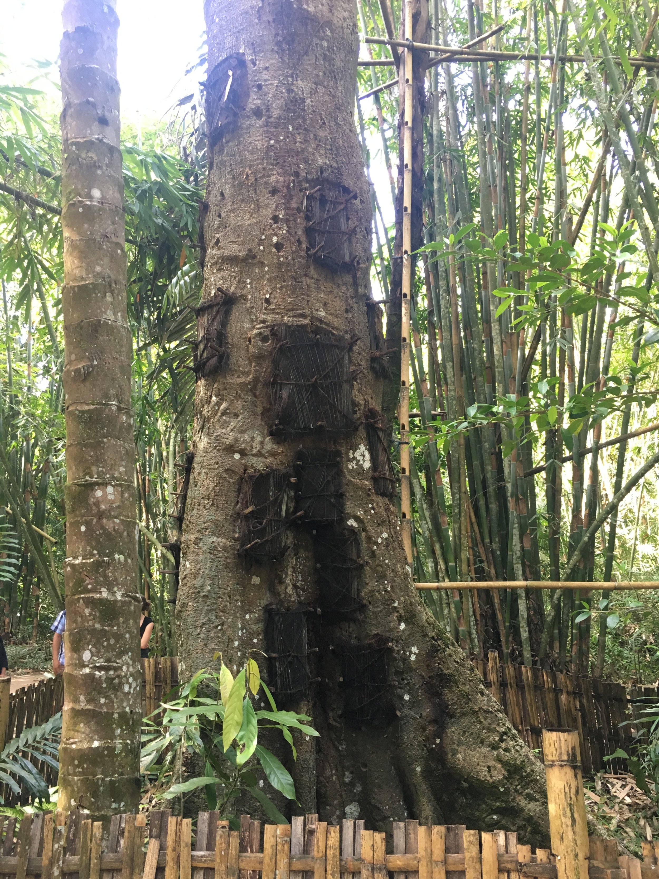 Tana Toraja Tree