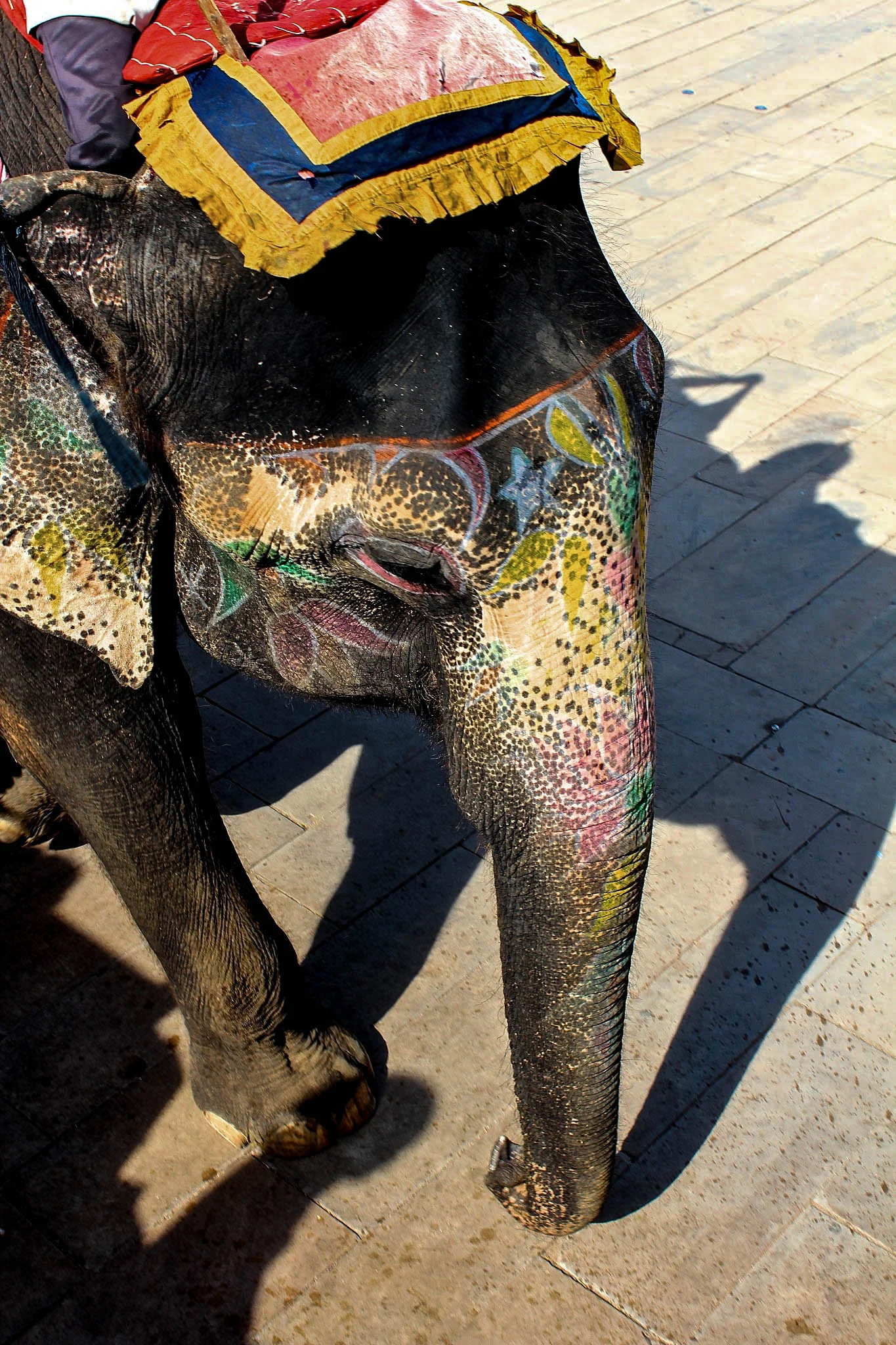 Painted Indian Elephant Face
