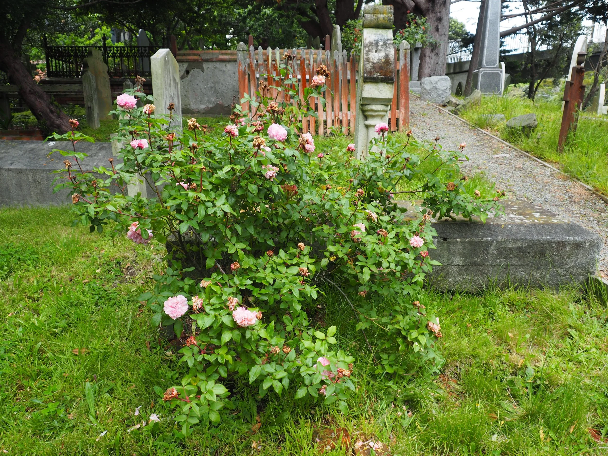 Old Roses Part Three The Ordinary Gardener old-roses-part-three-the-ordinary-gardener