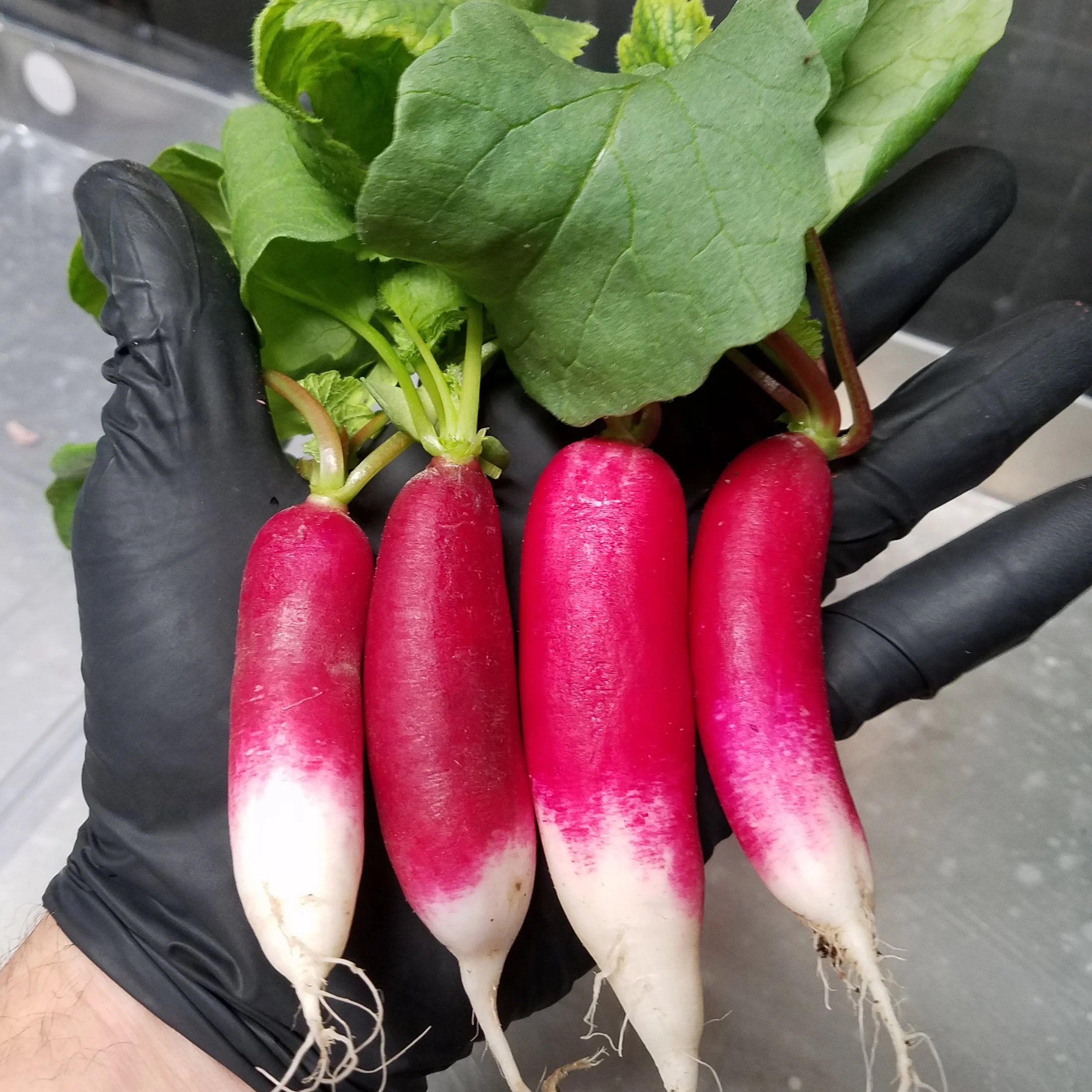 On The Farm — Better Fresh Farms