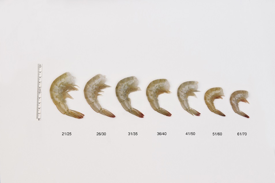 Sizing — Prime Seafood Imports