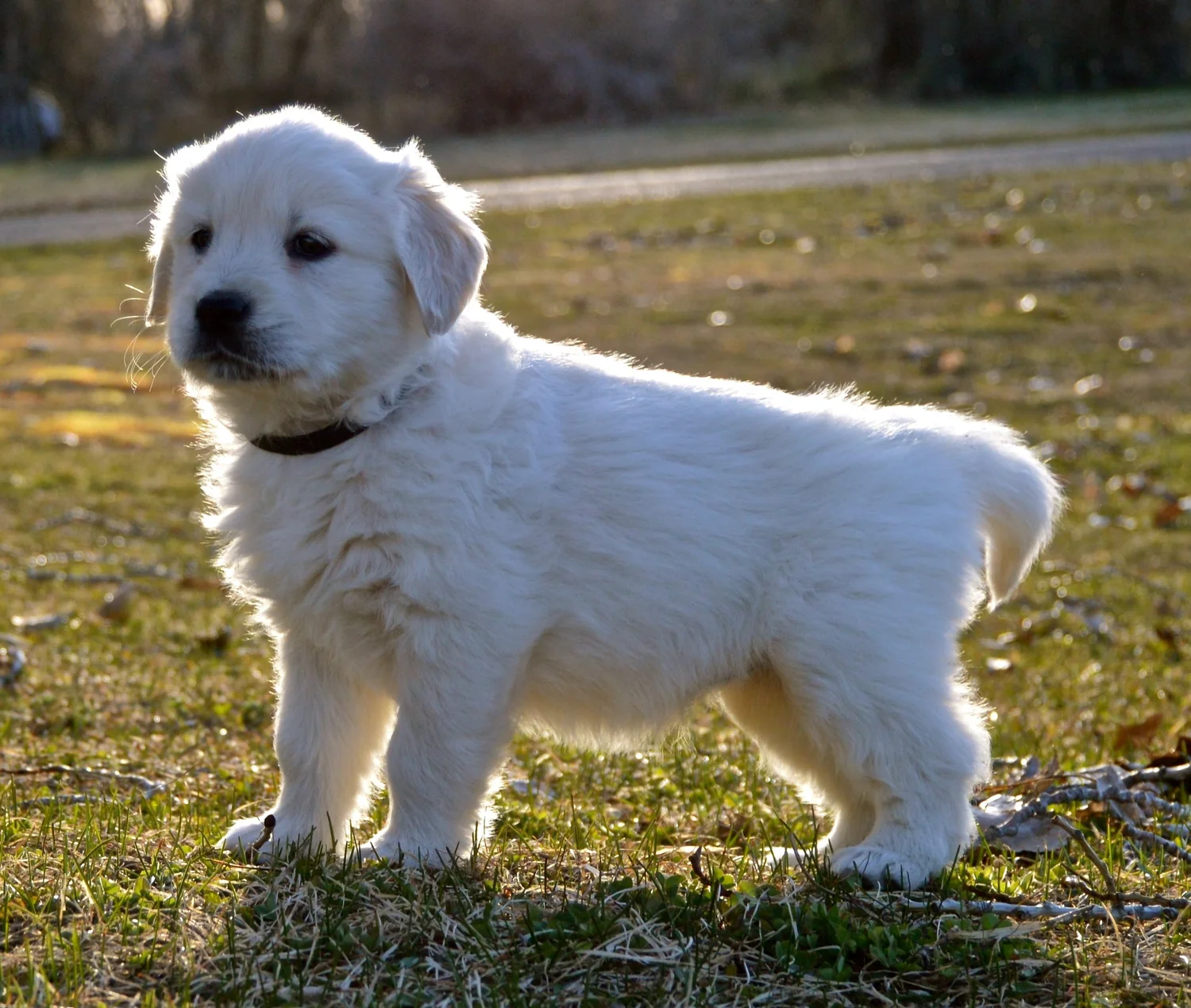 Difference Between American Golden Retriever And English Golden Retriever