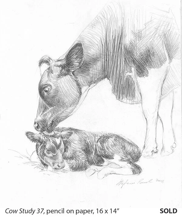 Cow And Calf Pencil Drawing