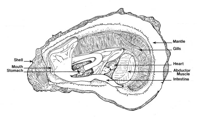 Oyster anatomy — Mass Oyster Project
