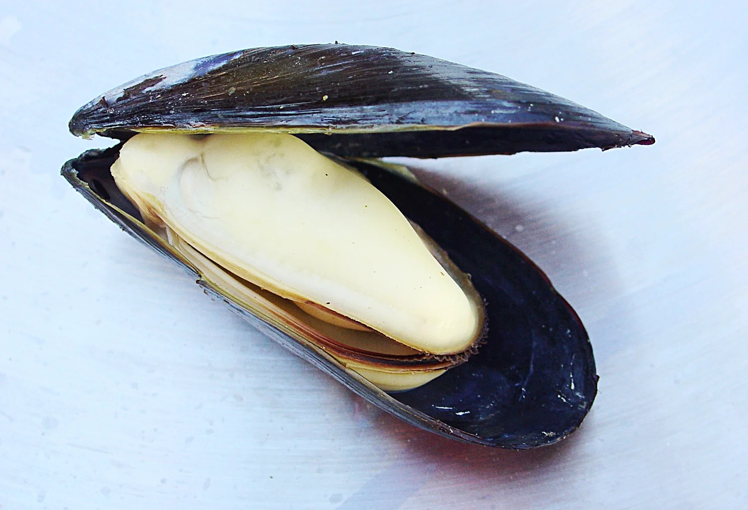 Penn Cove Mussels — Penn Cove Shellfish