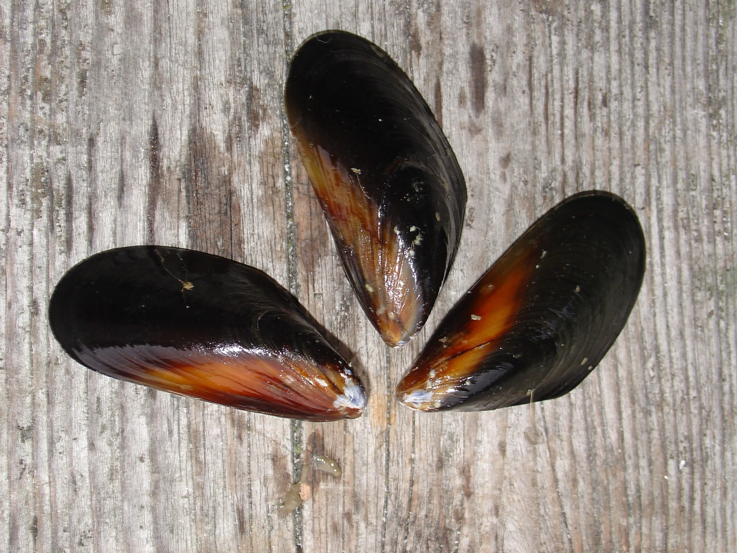 Mediterranean Mussels — Penn Cove Shellfish