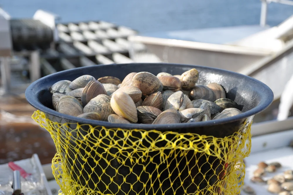 CLAMS — Penn Cove Shellfish