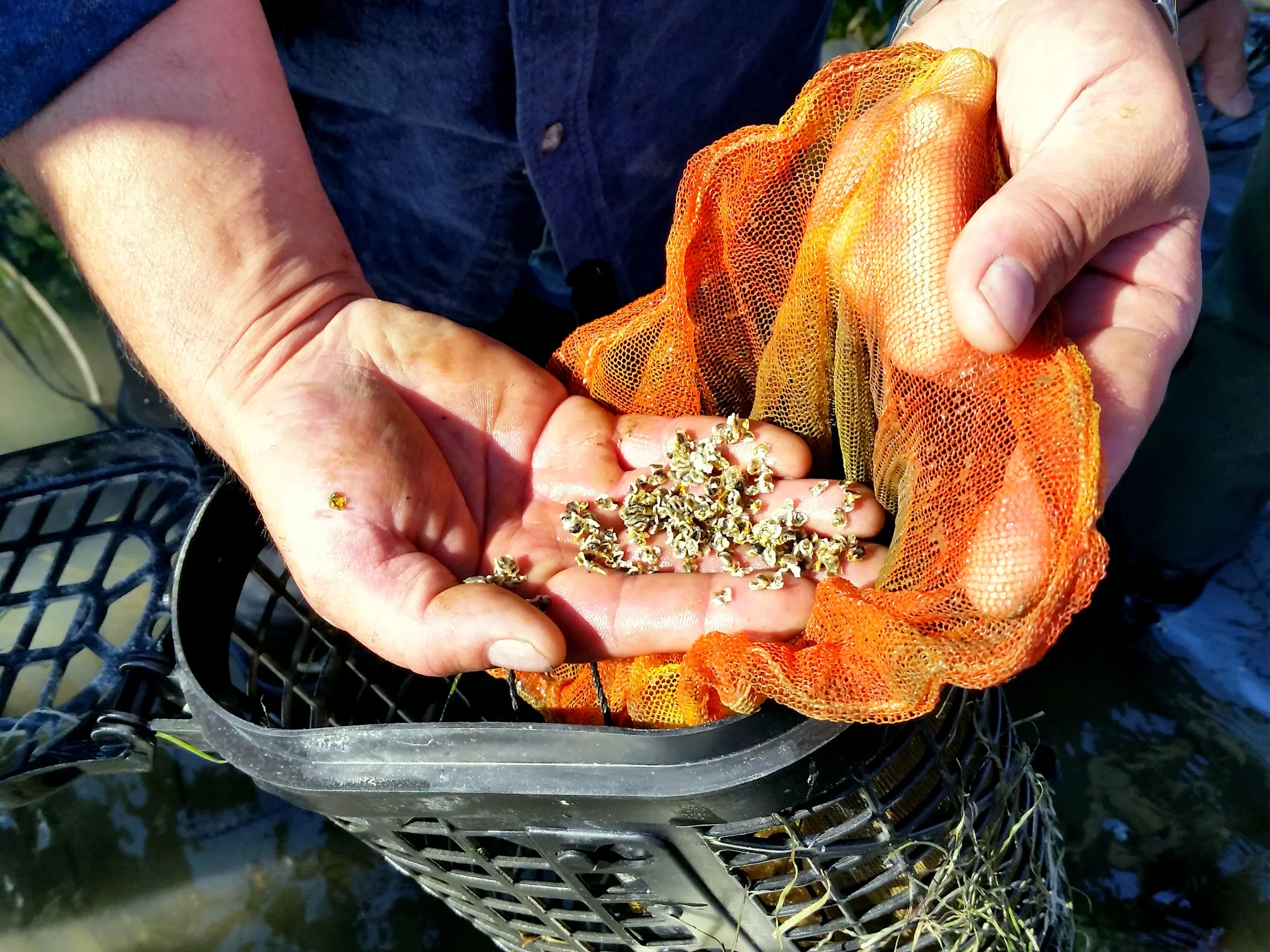 OUR FARMS — Penn Cove Shellfish