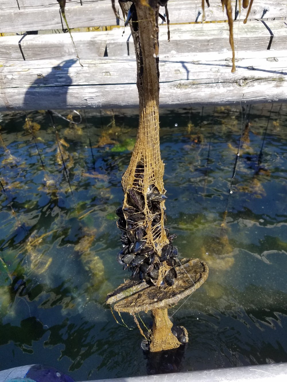 Mussel Discs & Disc Net Line System — Penn Cove Shellfish