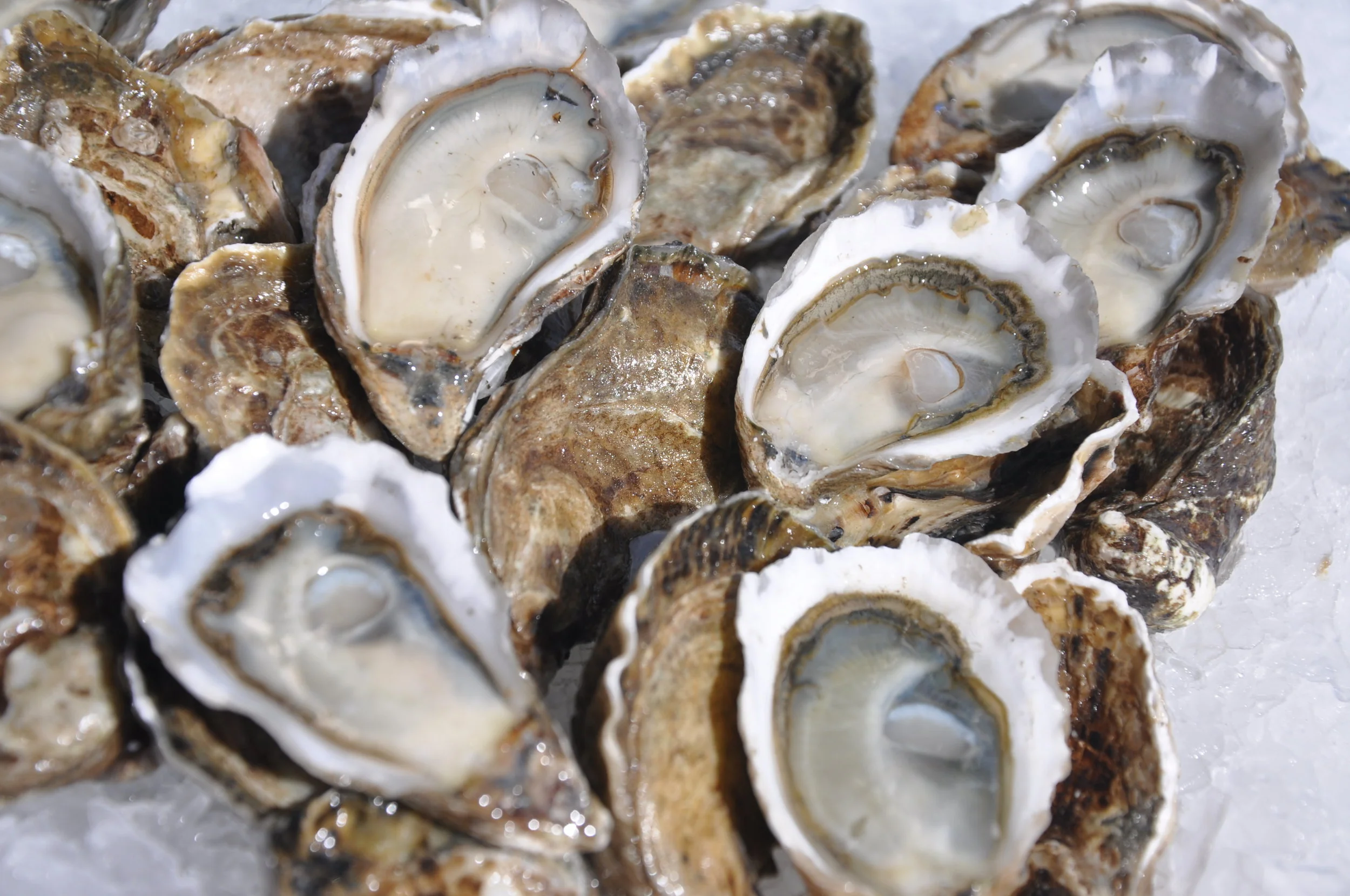 Farming Techniques — Penn Cove Shellfish