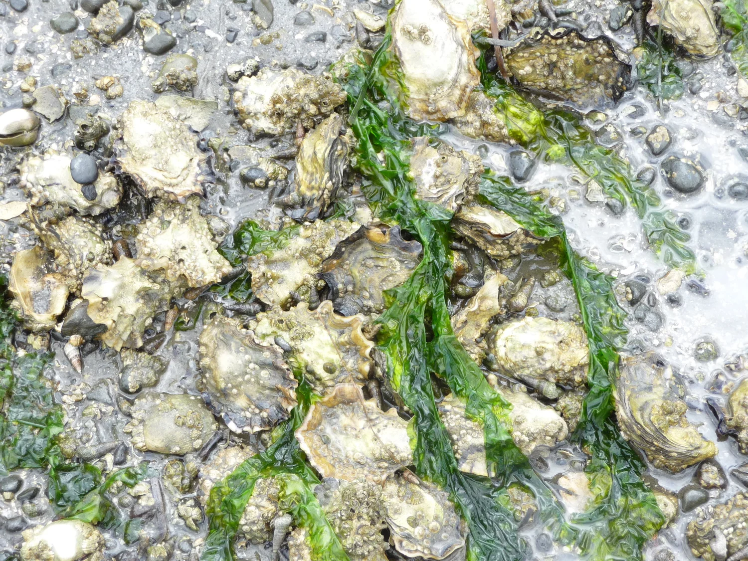 Oyster Farming — Penn Cove Shellfish