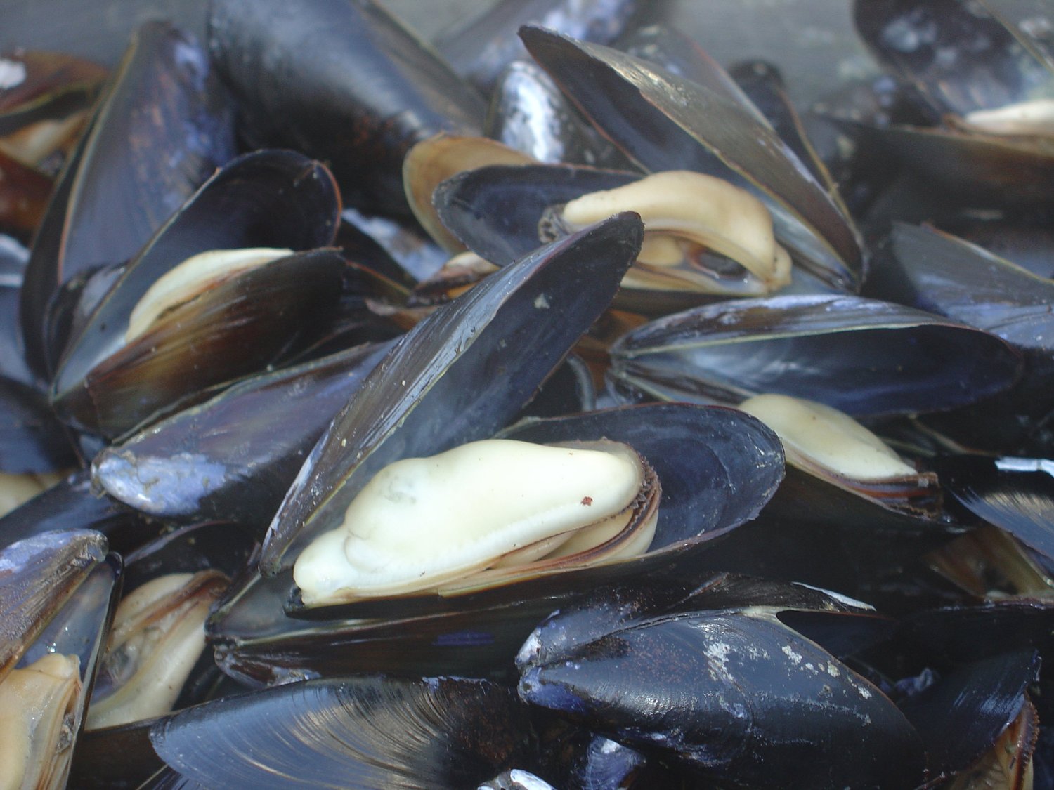 Penn Cove Shellfish