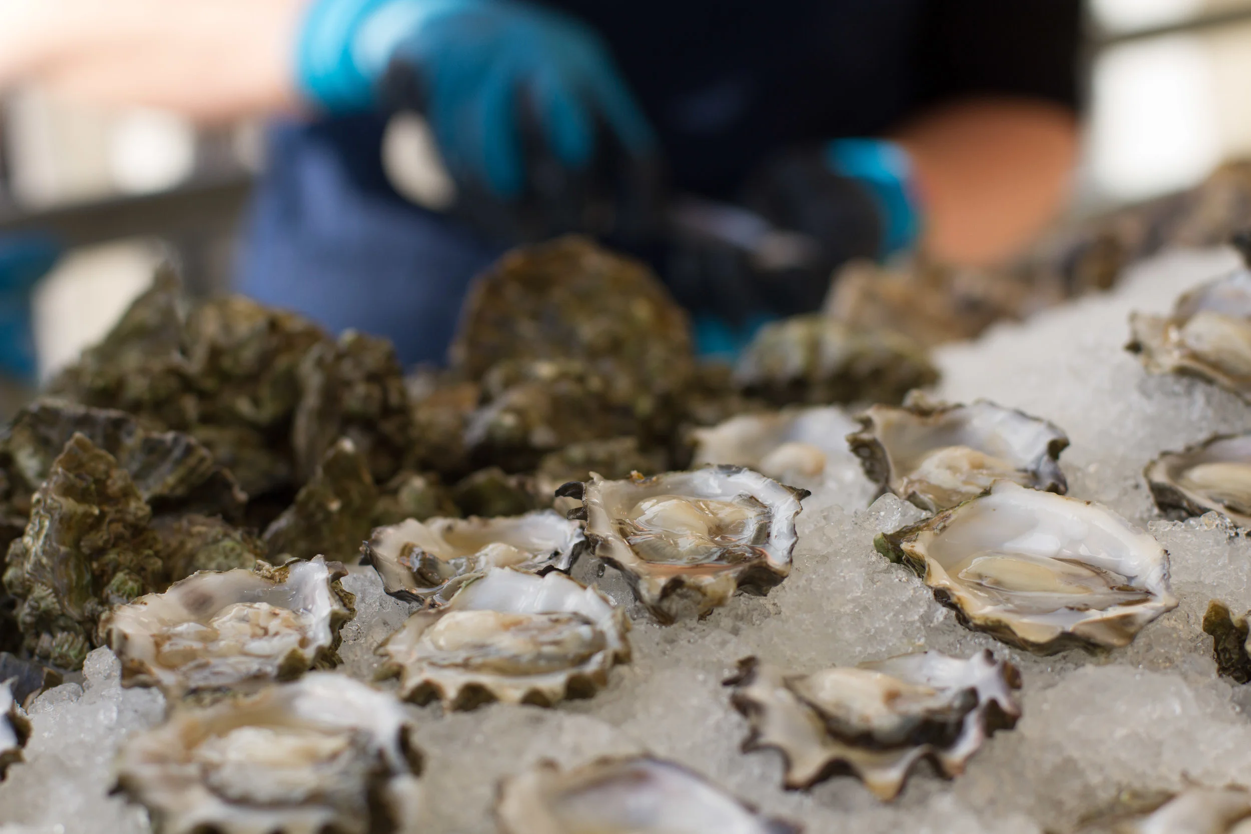 OYSTERS — Penn Cove Shellfish