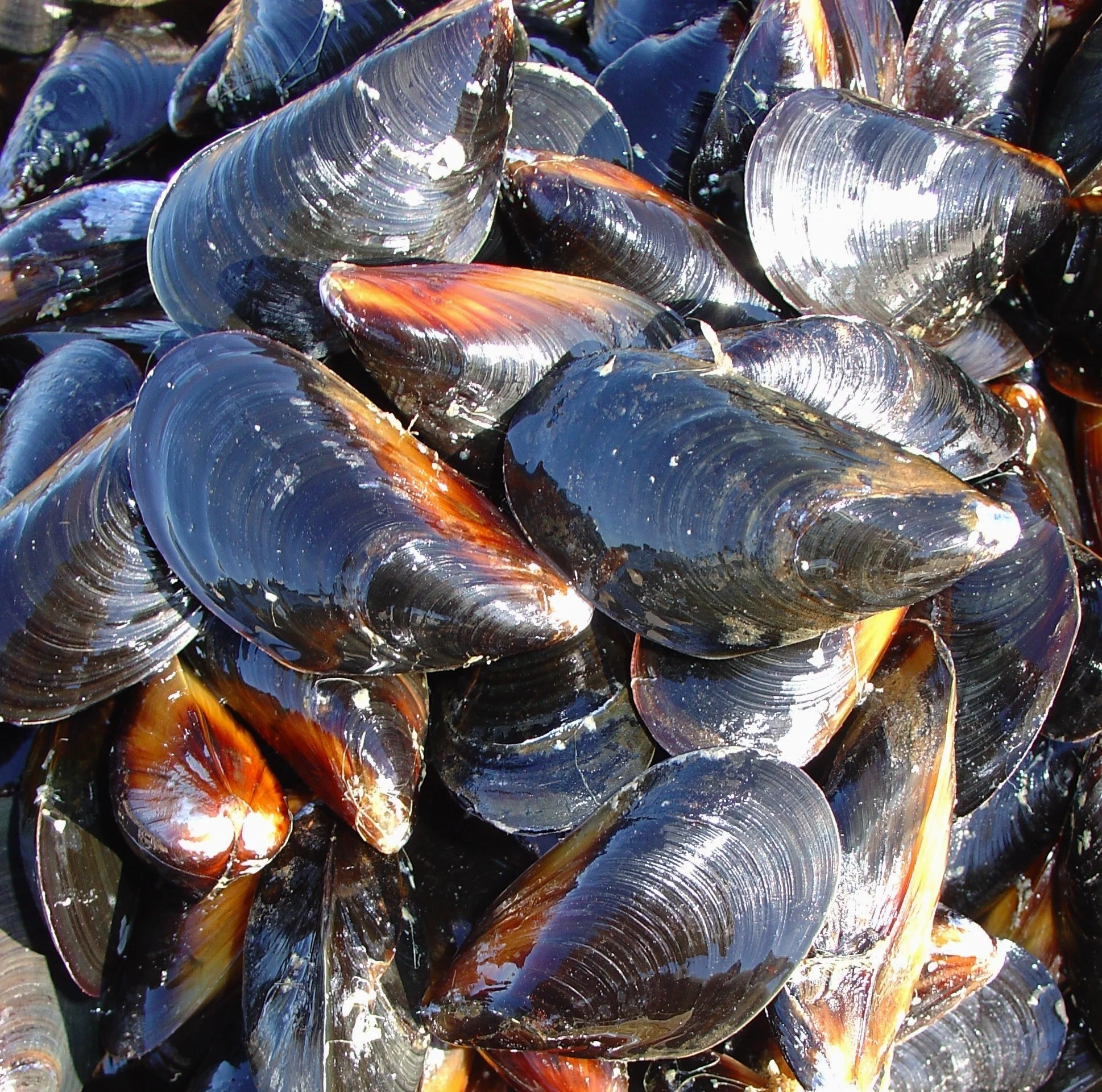 Mediterranean Mussels — Penn Cove Shellfish