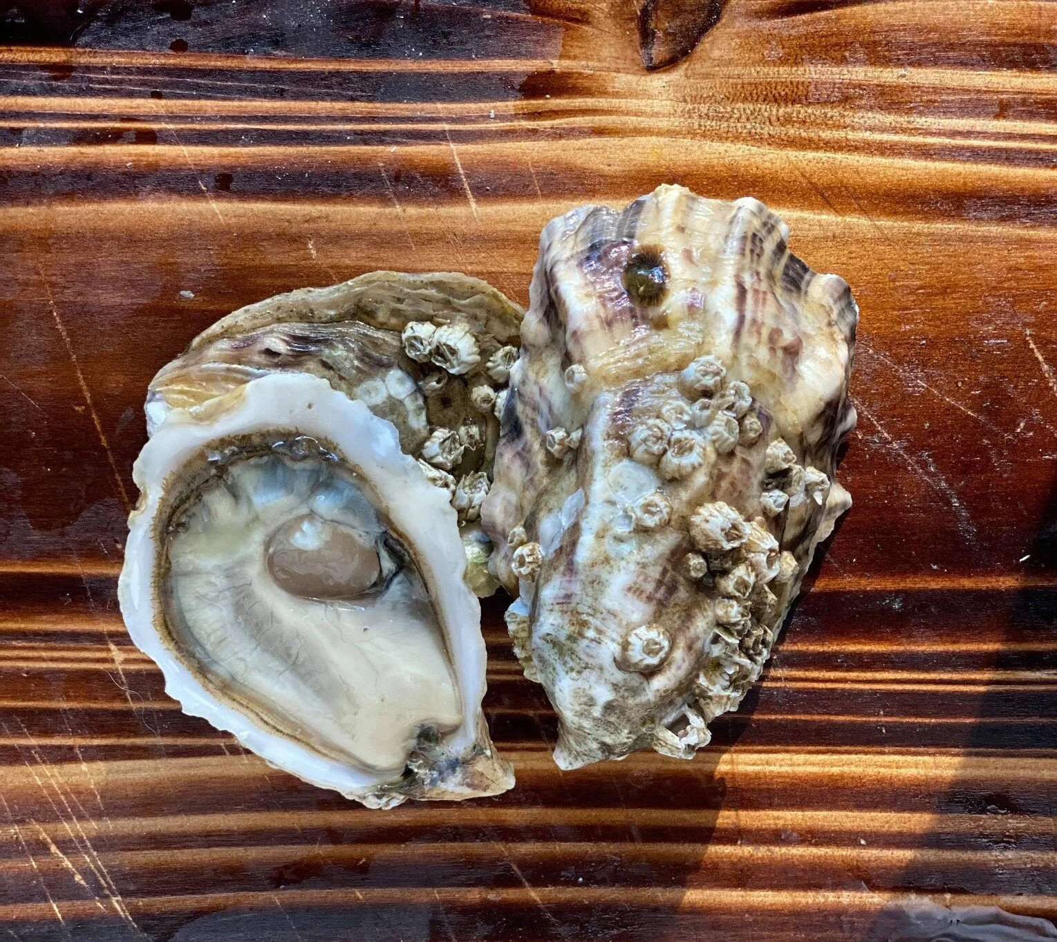 fish point — Penn Cove Shellfish