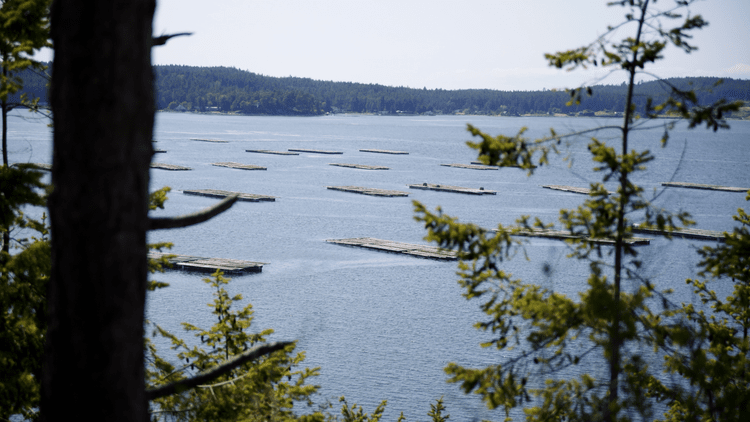 OUR FARMS — Penn Cove Shellfish