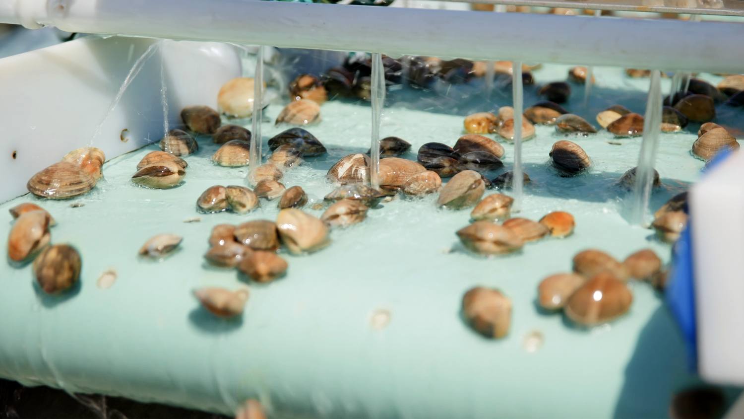 Farming Methods — Penn Cove Shellfish