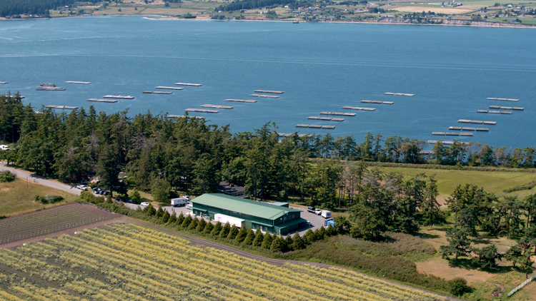 OUR Legacy — Penn Cove Shellfish