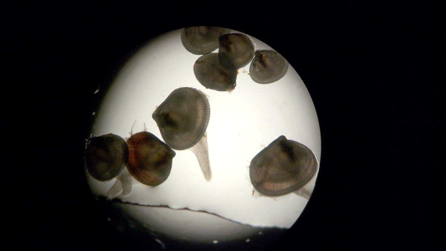 Clam Farming — Penn Cove Shellfish