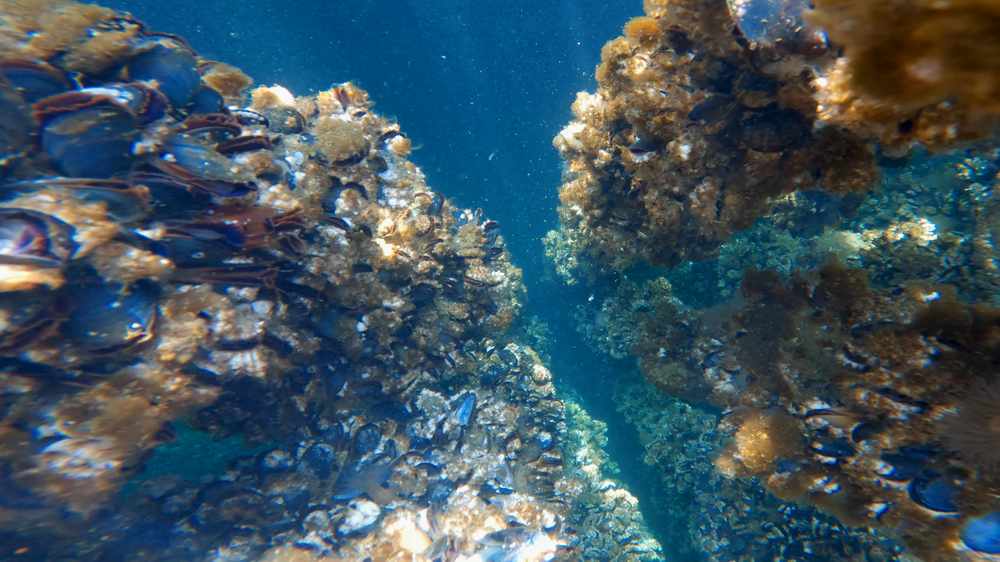 Farming Methods — Penn Cove Shellfish