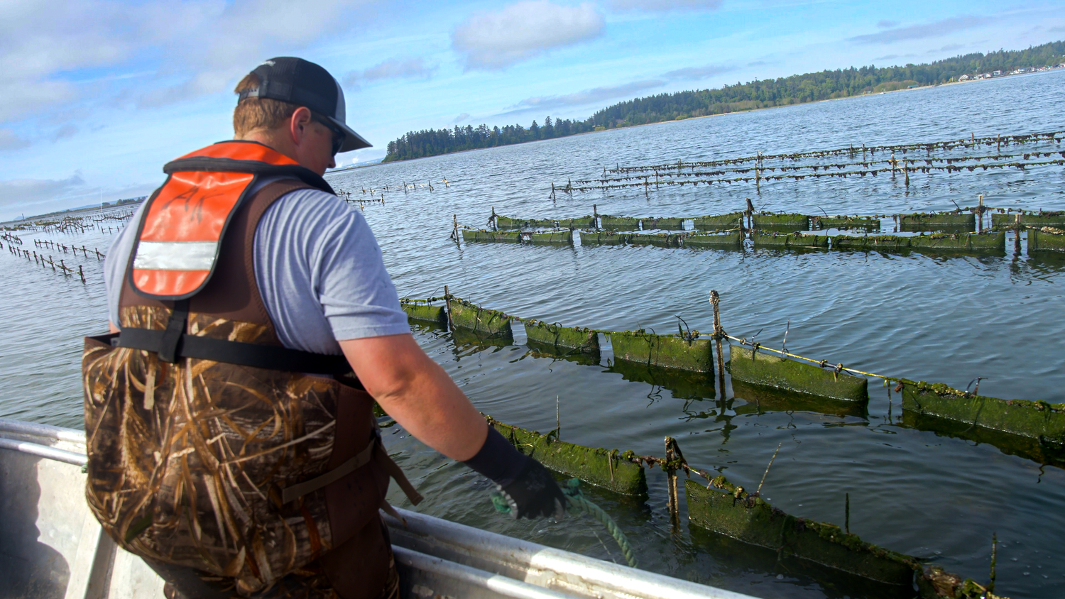 Farming Methods — Penn Cove Shellfish