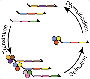 Chemical Evolution — Harbury Lab