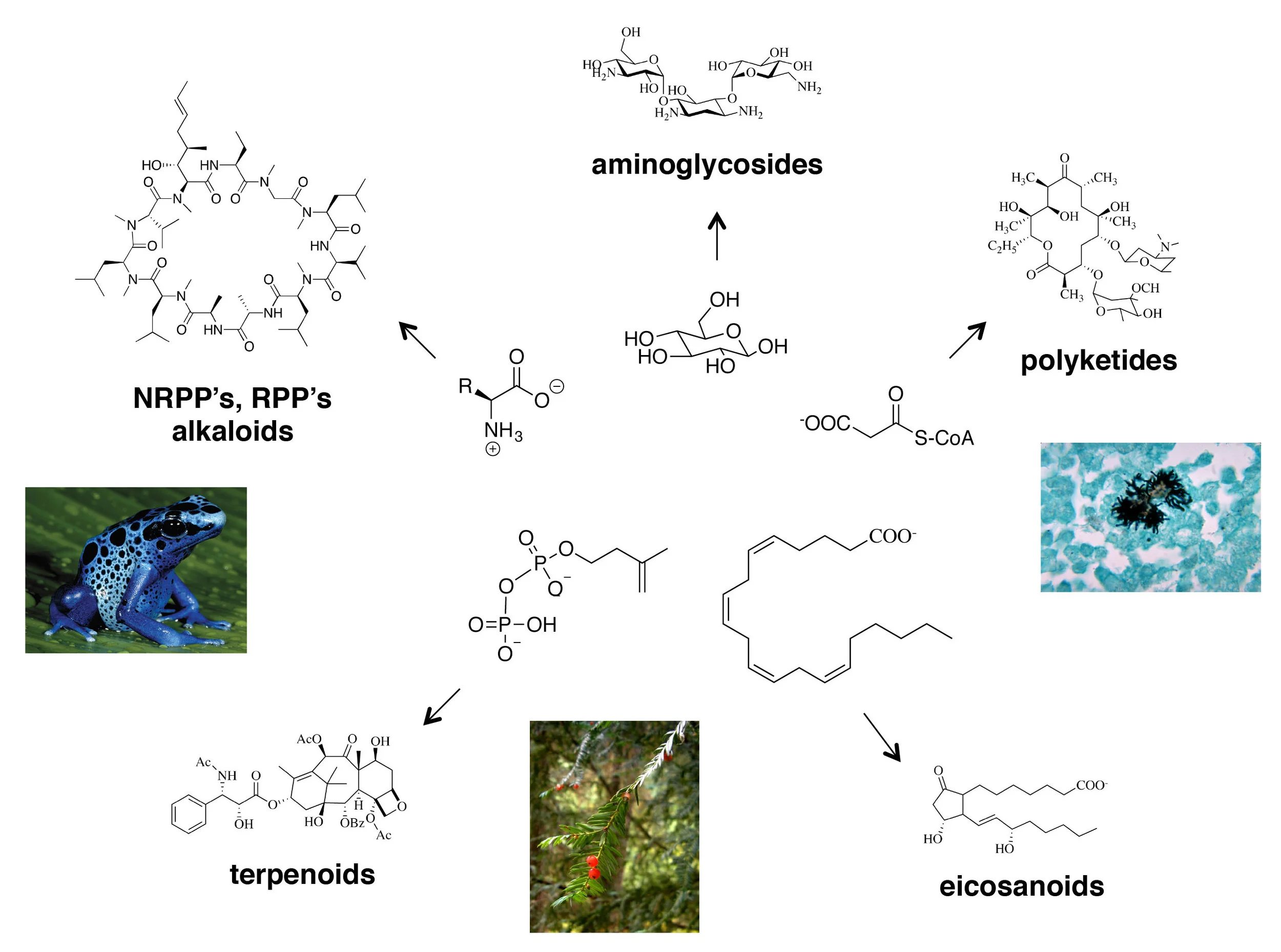 Chemical Evolution — Harbury Lab