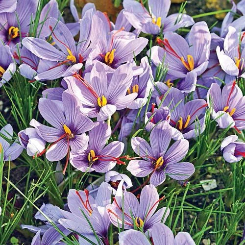 Gardening Tips and Tricks | Gardens By Danielle