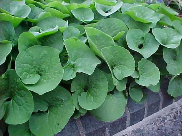 Gardening Tips and Tricks | Gardens By Danielle