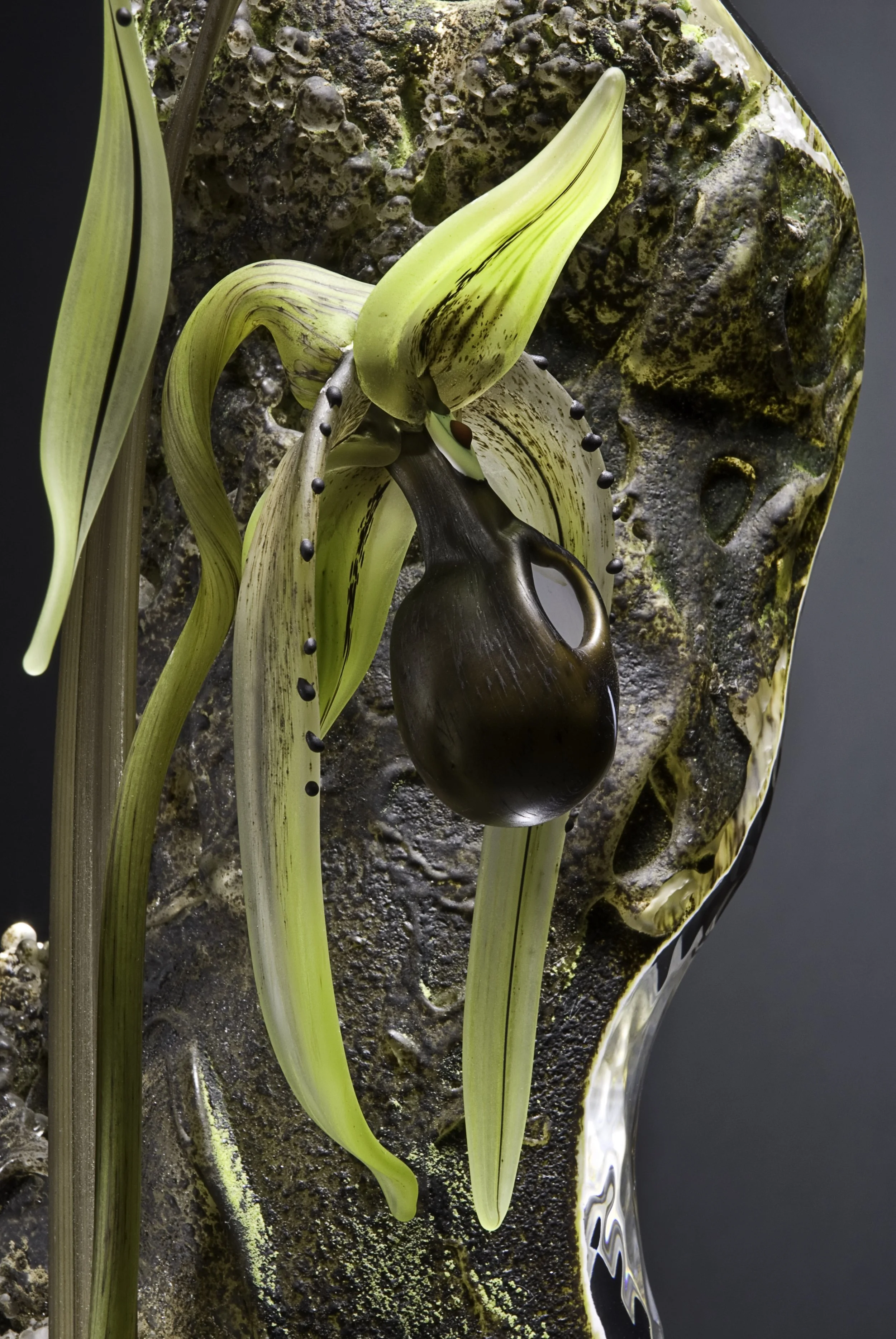 epiphyte — Debora Moore