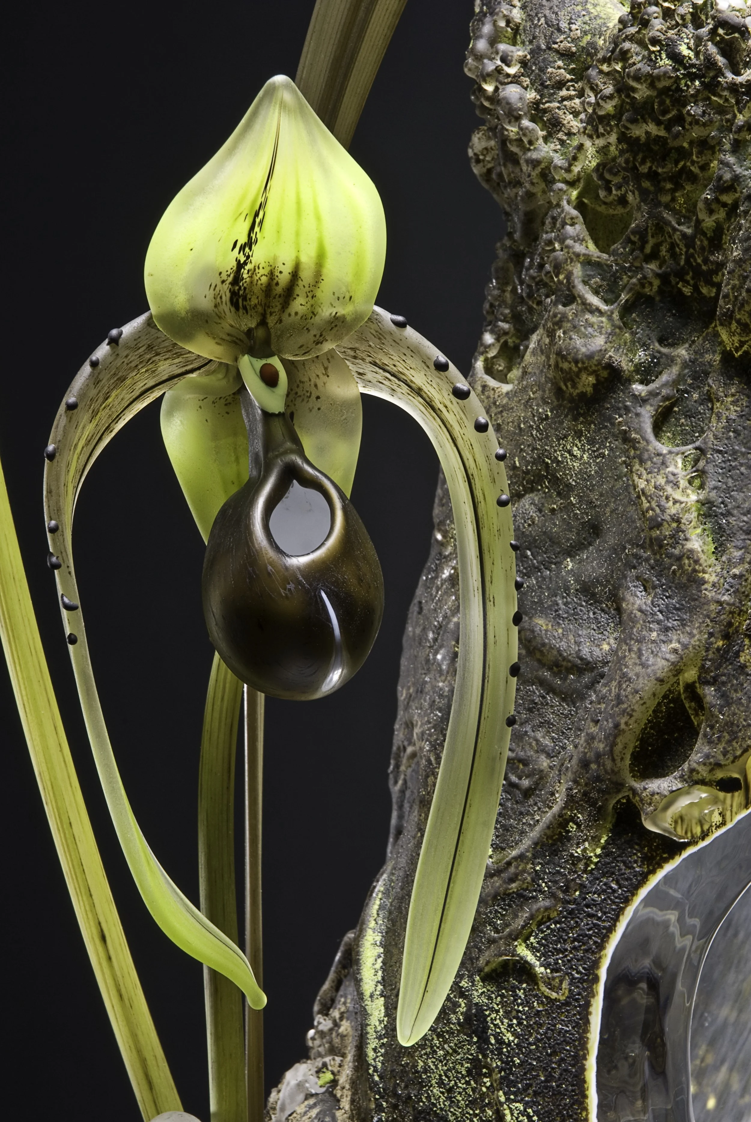 epiphyte — Debora Moore