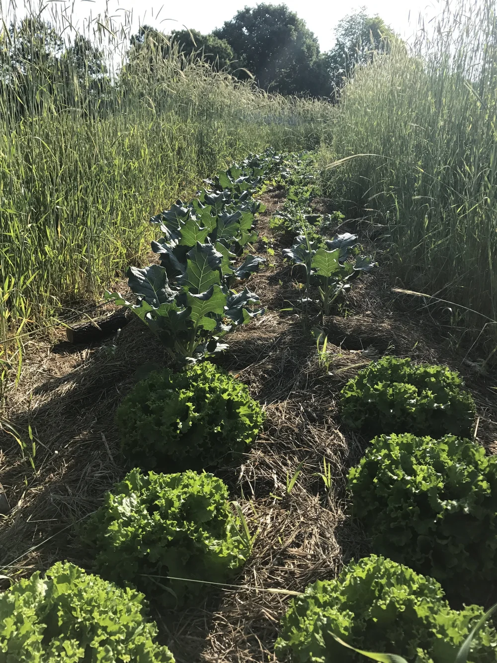 Thriving Earth Farm — Thriving Earth Farm and Development