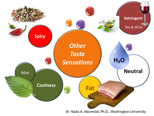 Season to Taste — The Culinary Pro