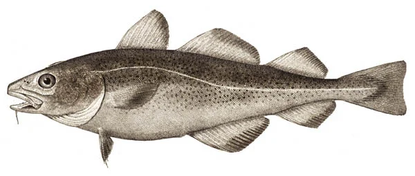 Fish & Shellfish Identification — The Culinary Pro