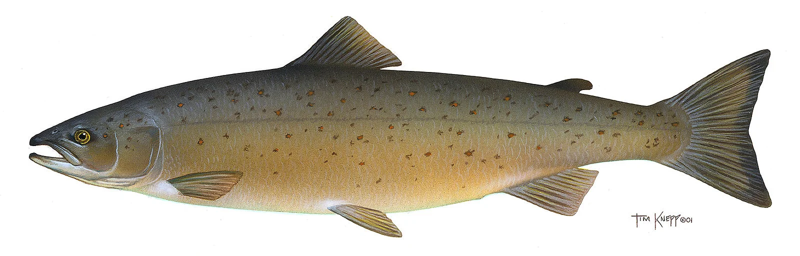 Fish & Shellfish Identification — The Culinary Pro