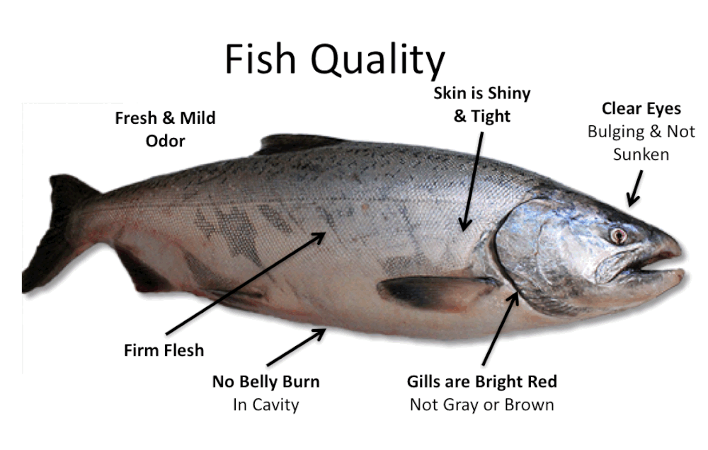 Fish and Shellfish Fabrication Methods — The Culinary Pro